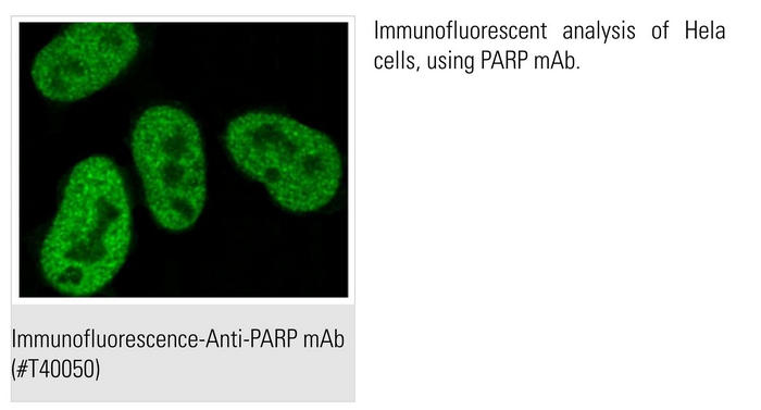 Total and cleaved PARP Antibody_经典一抗-