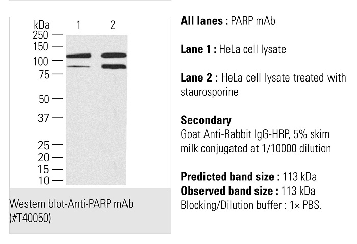 Total and cleaved PARP Antibody_经典一抗-