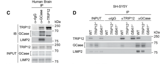 TRIP12 Antibody_经典一抗-