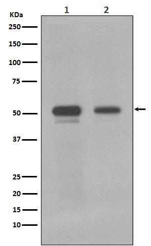 c-Myc Antibody_经典一抗-