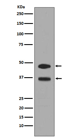 Fos B Antibody_经典一抗-