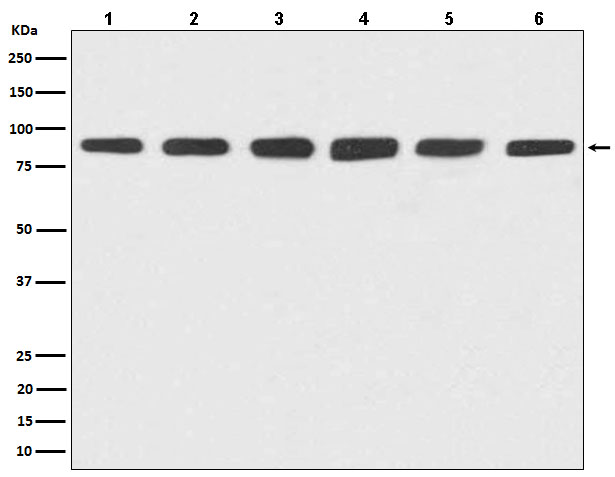 Hsp90 Antibody_经典一抗-
