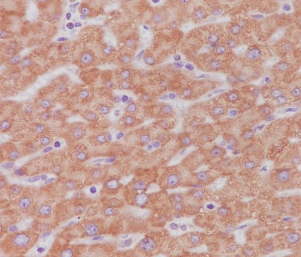 Cytochrome C Antibody_经典一抗-