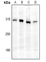 IP3R Antibody_经典一抗-