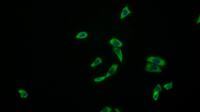 AREG Antibody_经典一抗-