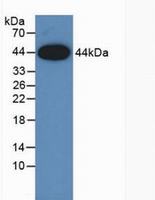 AREG Antibody_经典一抗-