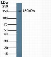 PRG4 Antibody_经典一抗-