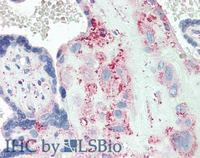 PRG4 Antibody_经典一抗-