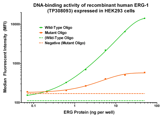 ERG (NM_182918) Human Recombinant Protein_重组蛋白-