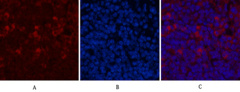 CD68 mAb_经典一抗-