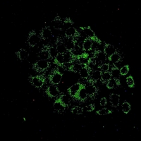 ACOX1 Antibody_经典一抗-
