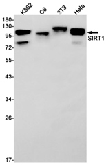 SIRT1 Rabbit mAb_经典一抗-