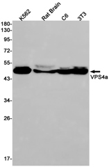VPS4A Rabbit mAb_经典一抗-