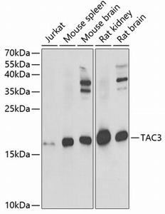 TAC3 Antibody_经典一抗-