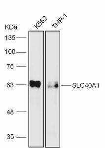 Anti-SLC40A1 Antibody_经典一抗-